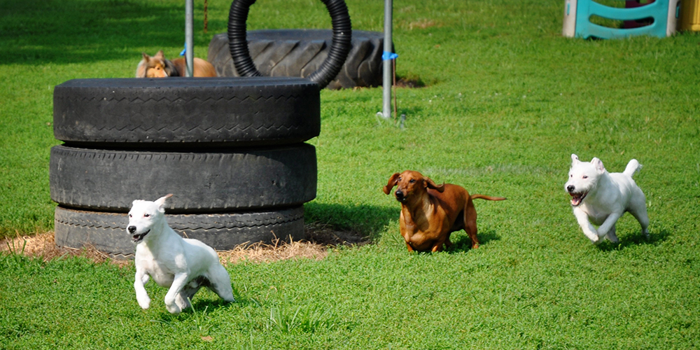 Dog Daycare At LaBest Pet Resort And Spa Dog Daycare At LaBest Pet Resort And Spa